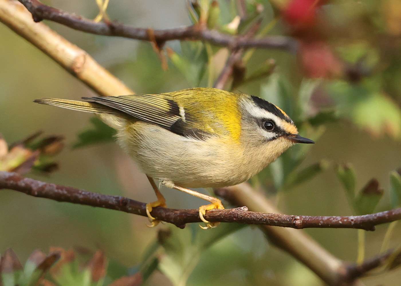 Firecrest at Broadsands by Steve Hopper - Devon Birds