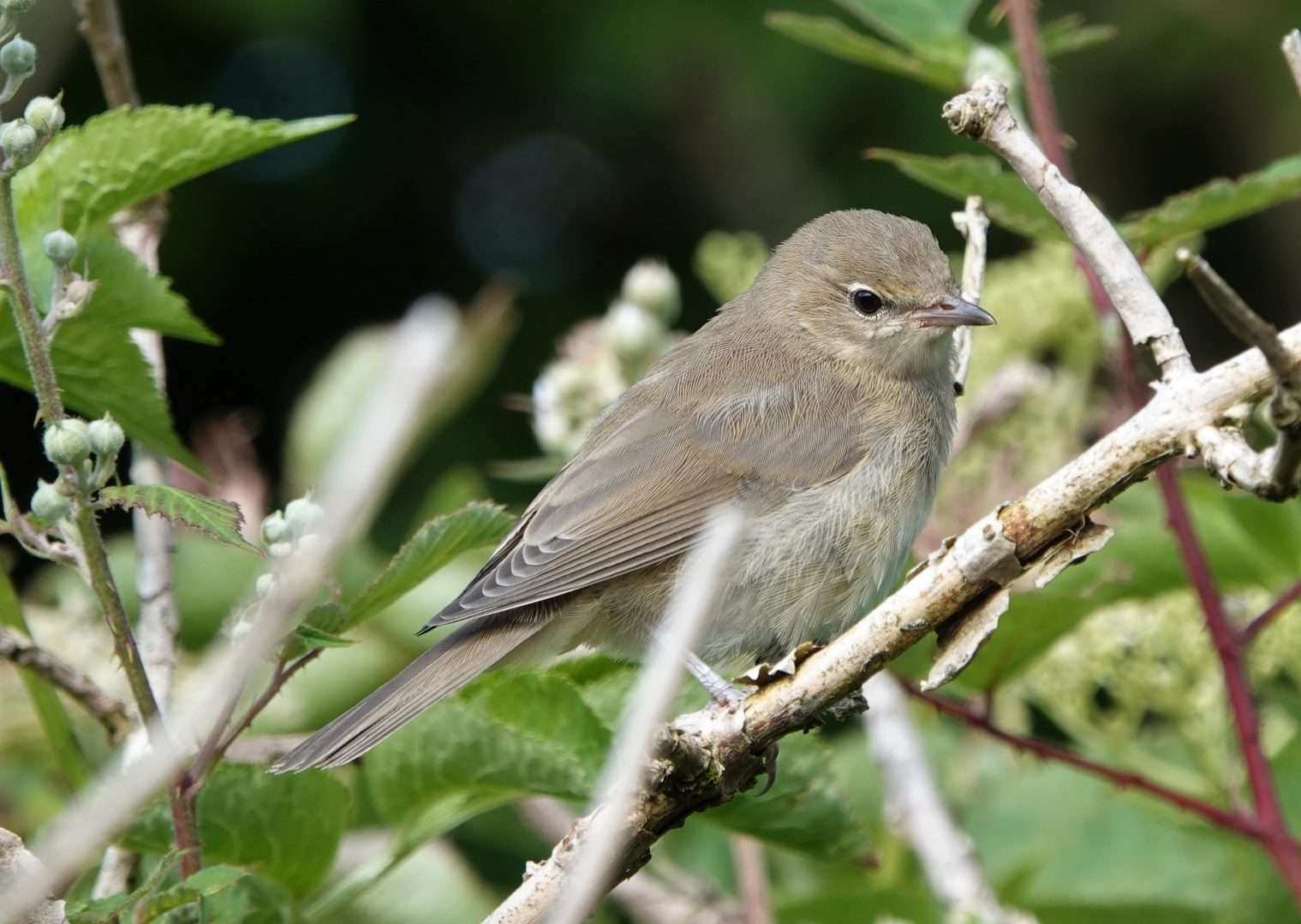 Garden Warbler at Lower Tamar Lake by Paul Howrihane - Devon Birds