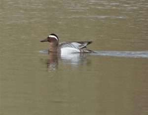 Garganey at Lower Tamar Lake by Paul Howrihane - Devon Birds