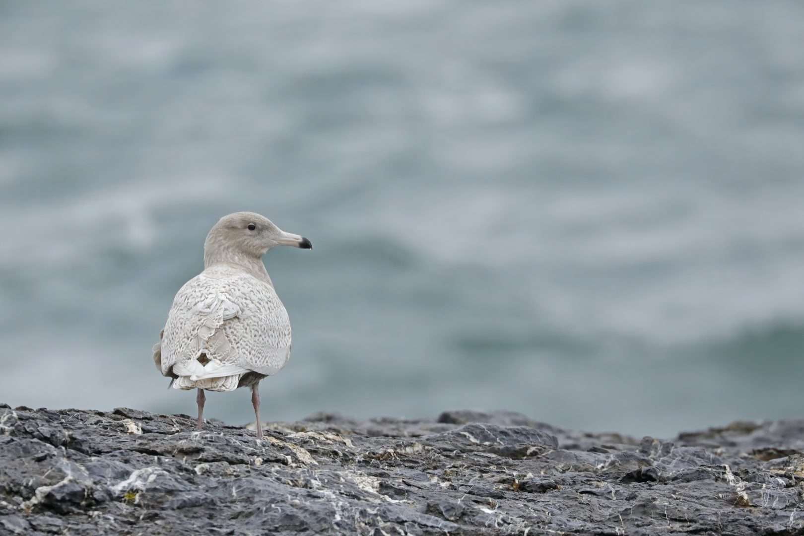 Glaucous Gull at Hope's Nose by Ian Loyd - Devon Birds