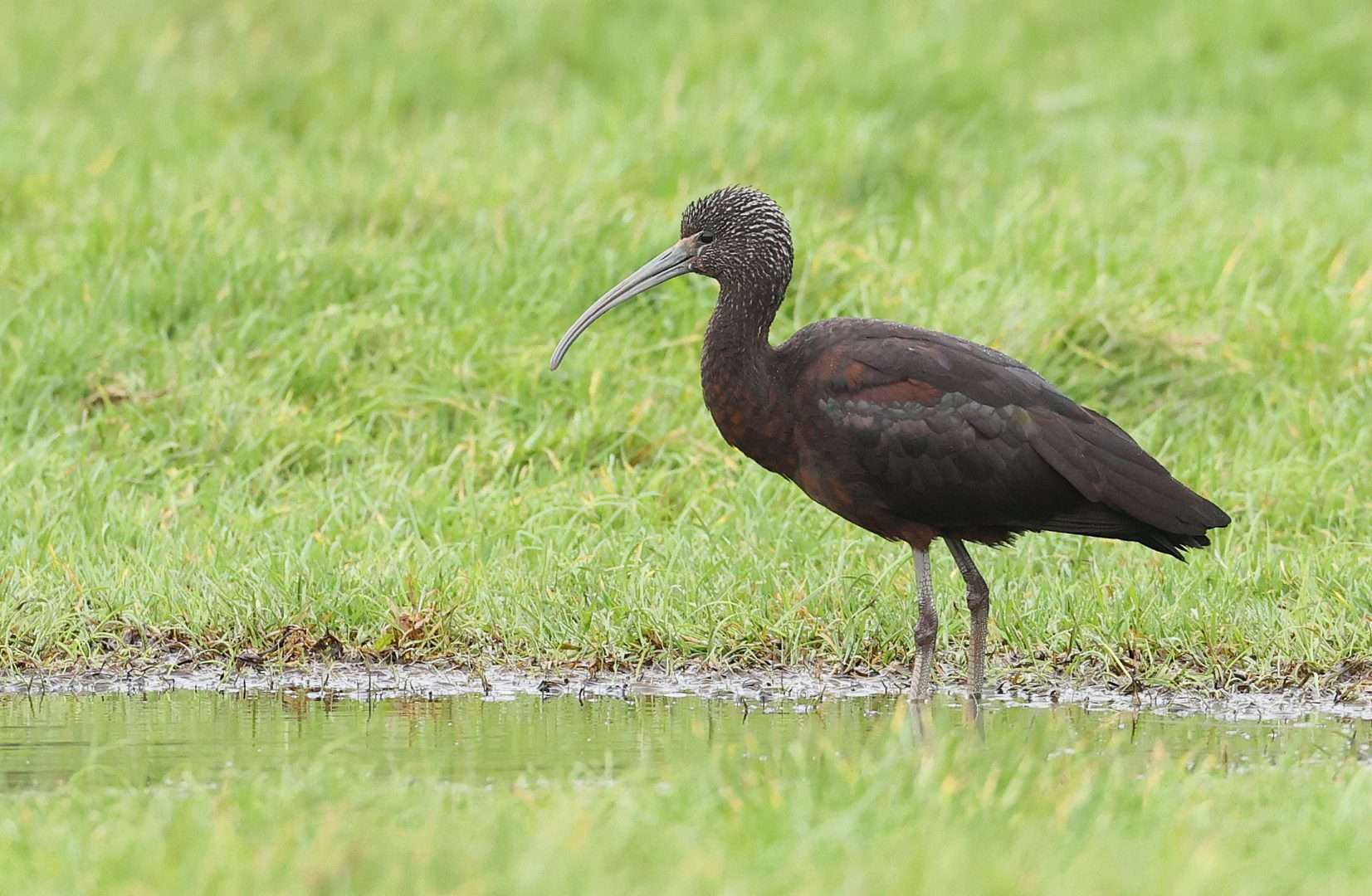 Glossy Ibis at Paignton by Steve Hopper - Devon Birds