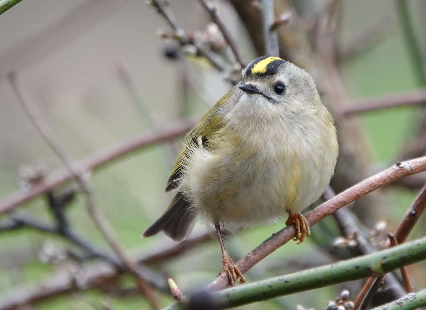 Goldcrest at Lower Tamar Lake by PaulHowrihane - Devon Birds
