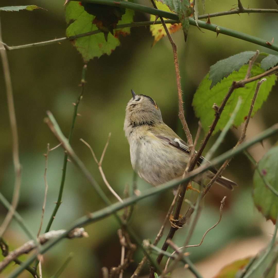 Goldcrest at South Brent by Steve Hopper - Devon Birds