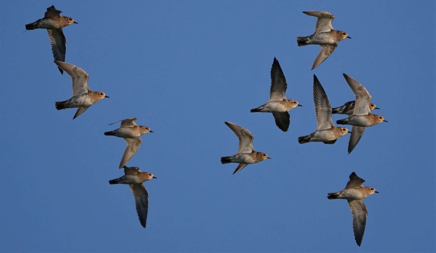 Golden Plover at Northam by Paul Howrihane - Devon Birds