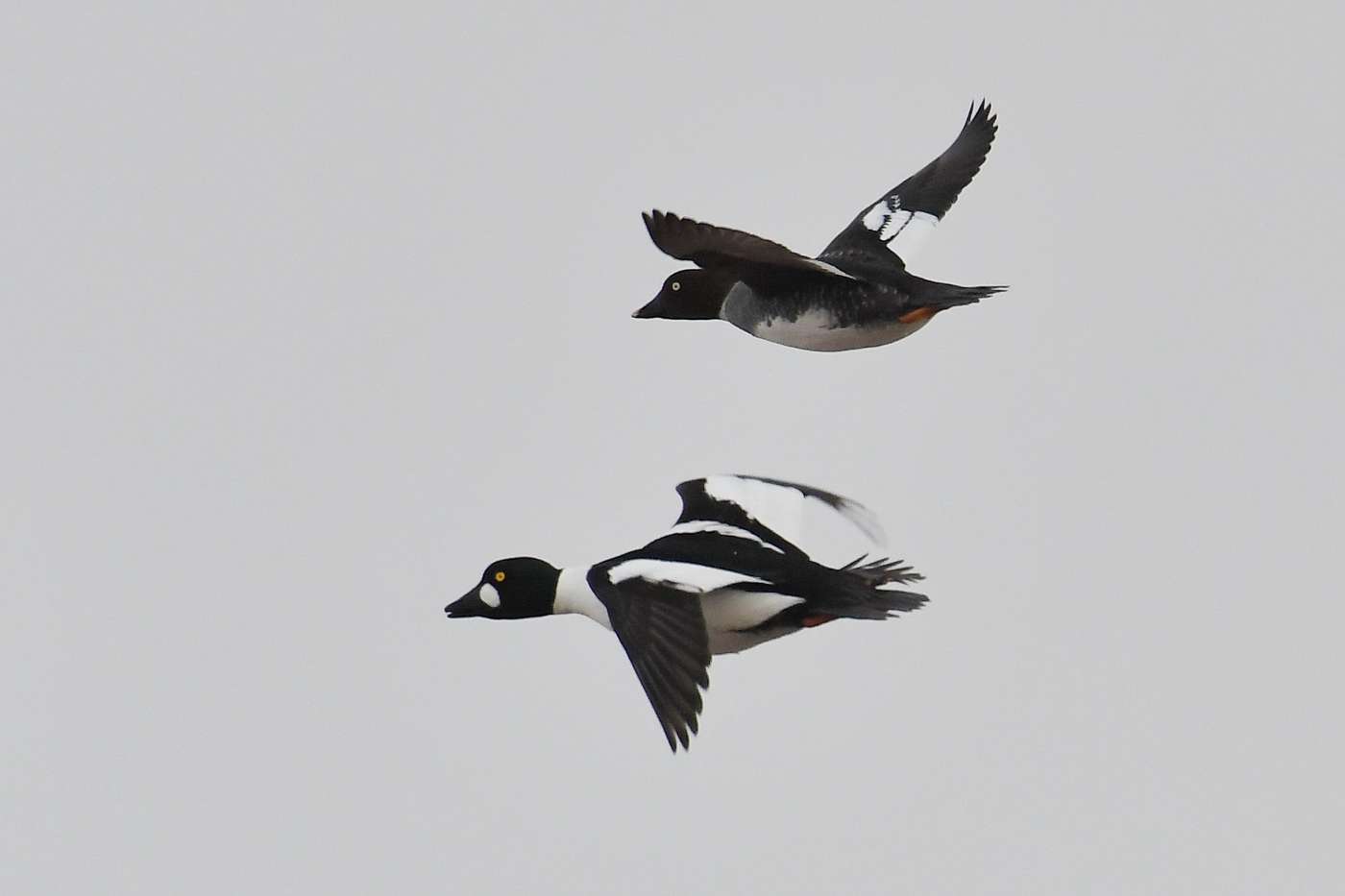 Goldeneye at Exe estuary by Tom Wallis - Devon Birds