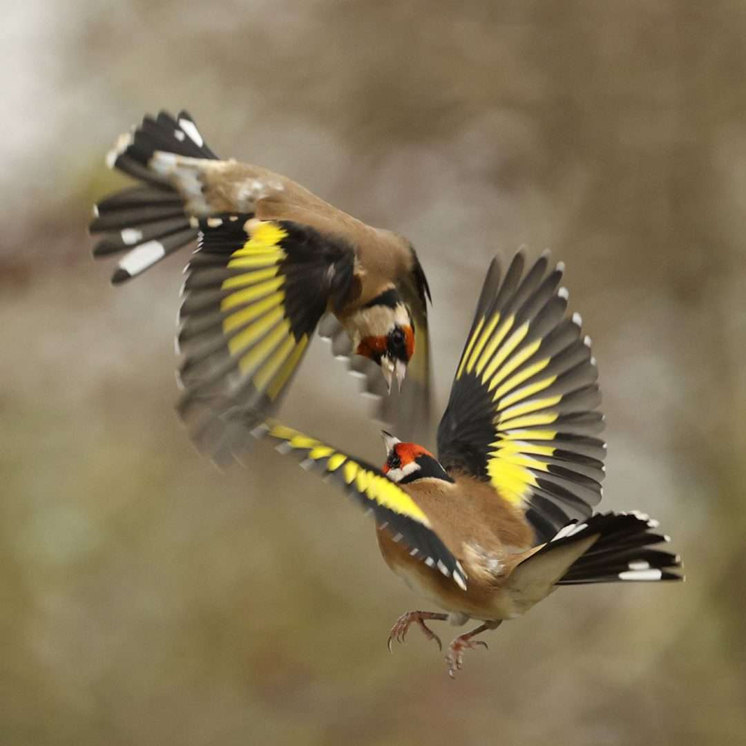Goldfinch at South Brent by Steve Hopper - Devon Birds
