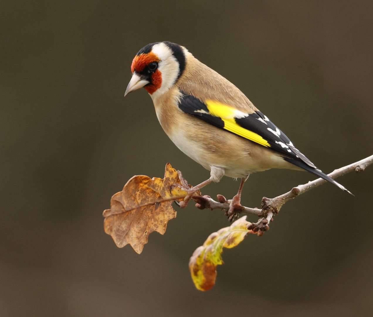 Goldfinch at South Brent by Steve Hopper - Devon Birds