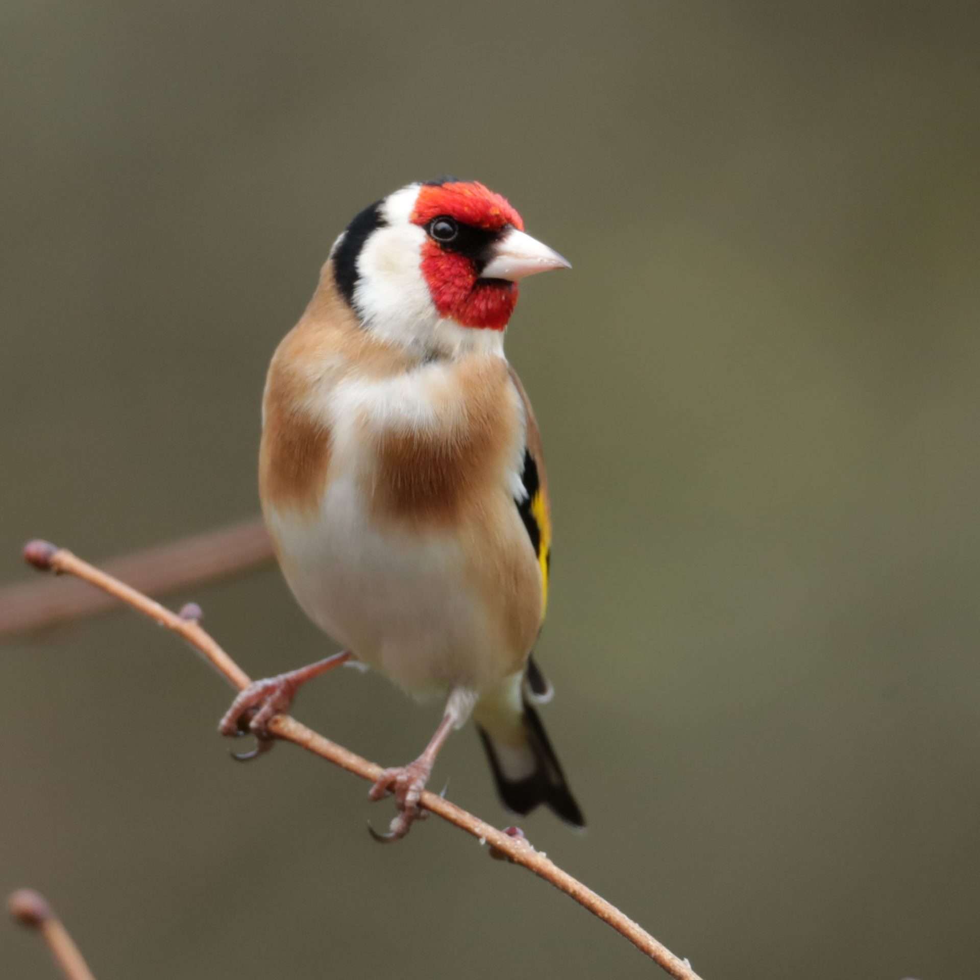 Goldfinch at South Brent by Steve Hopper - Devon Birds