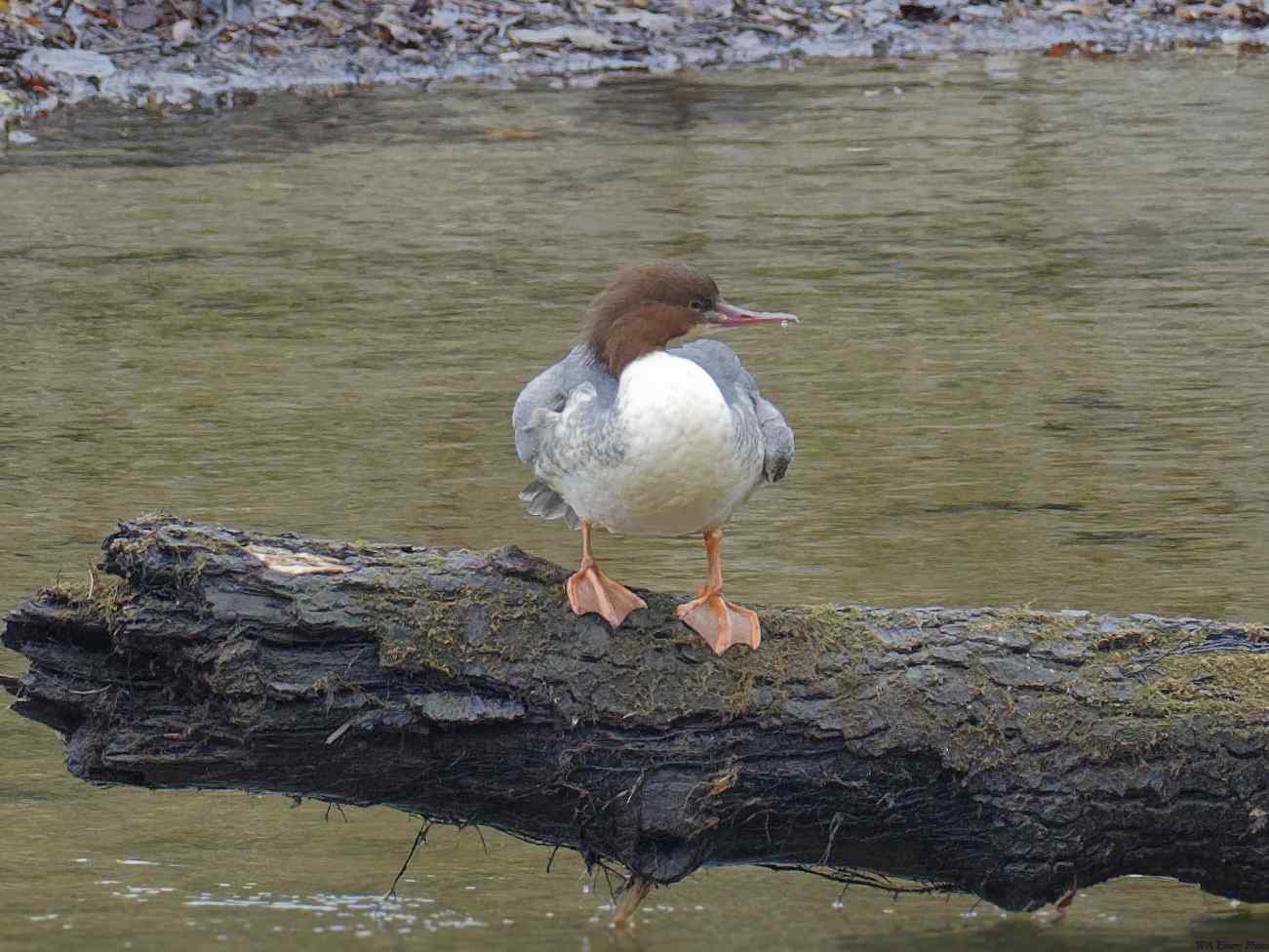 Goosander at Plym Estray by Wayne Emery - Devon Birds