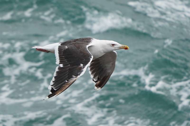 Great Black-backed Gull at Hopes Nose by Keith Mcginn - Devon Birds