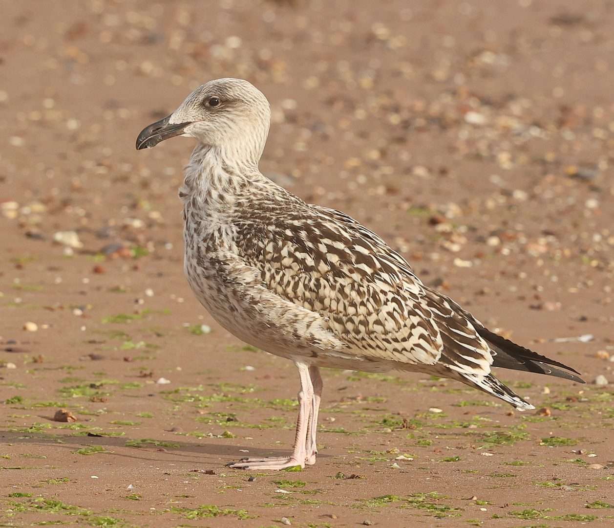 Great Black-backed Gull at Broadsands by Steve Hopper - Devon Birds