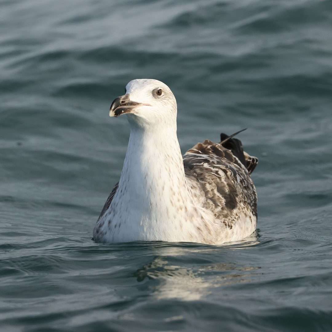 Great Black-backed Gull at Torbay by Steve Hopper - Devon Birds
