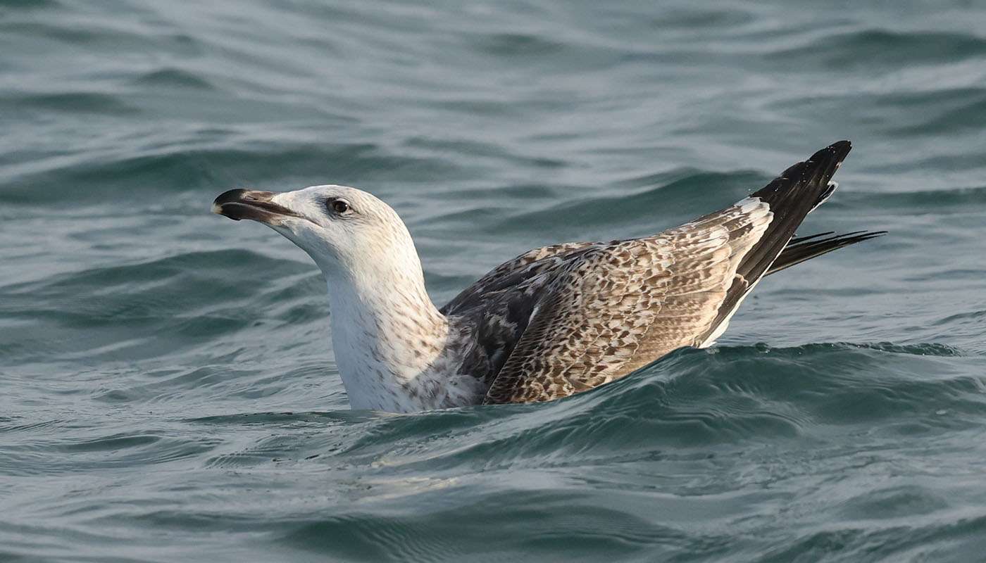 Great Black-backed Gull at Torbay by Steve Hopper - Devon Birds