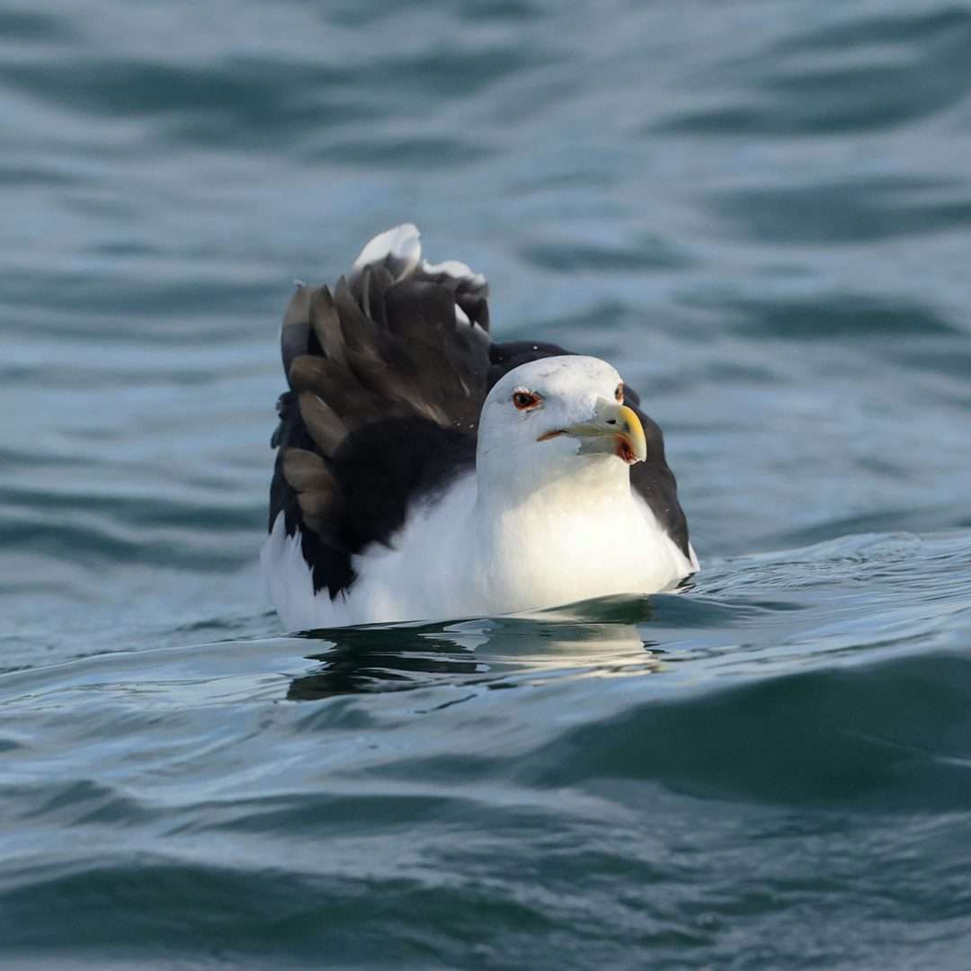 Great Black-backed Gull at Torbay by Steve Hopper - Devon Birds