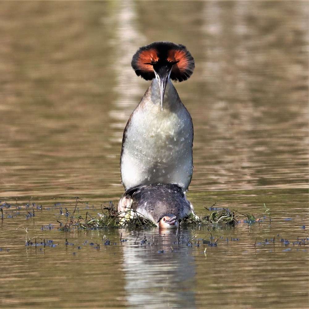 Great Crested Grebe at Stover Country Park by David Batten - Devon Birds