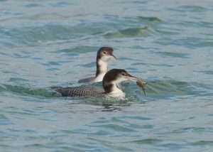 Great Northern Diver at Brixham by Steve Hopper - Devon Birds