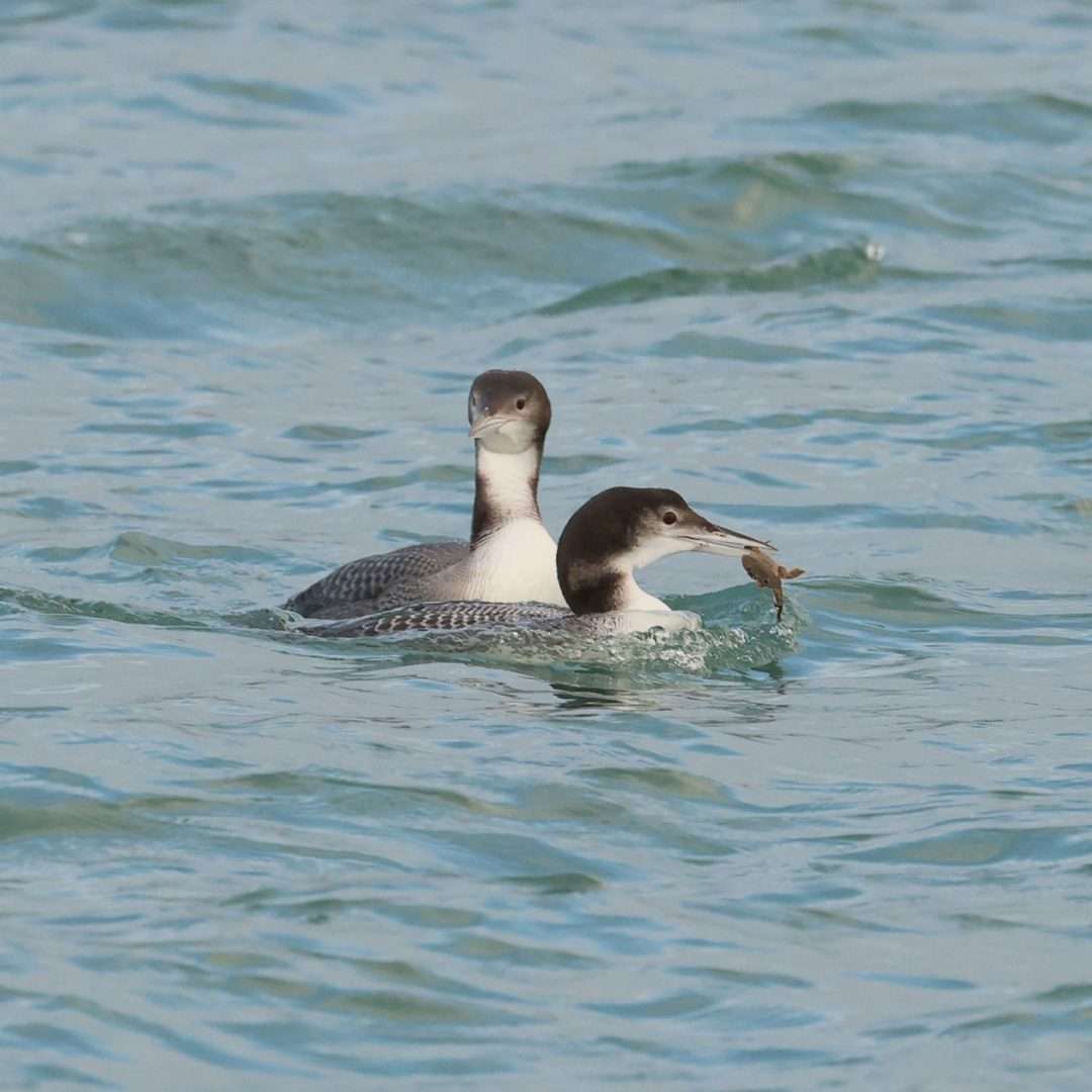 Great Northern Diver at Brixham by Steve Hopper - Devon Birds
