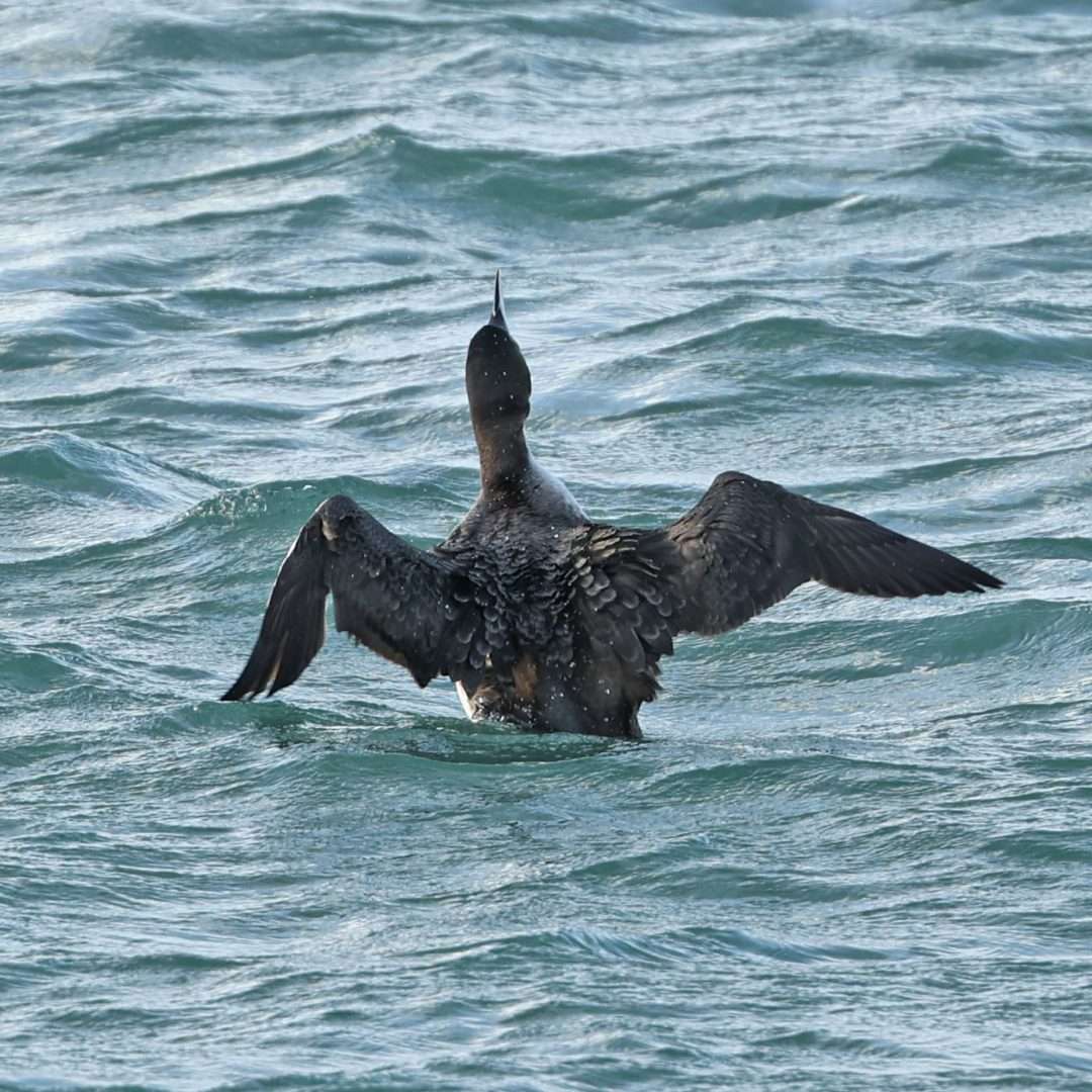 Great Northern Diver at Brixham by Steve Hopper - Devon Birds