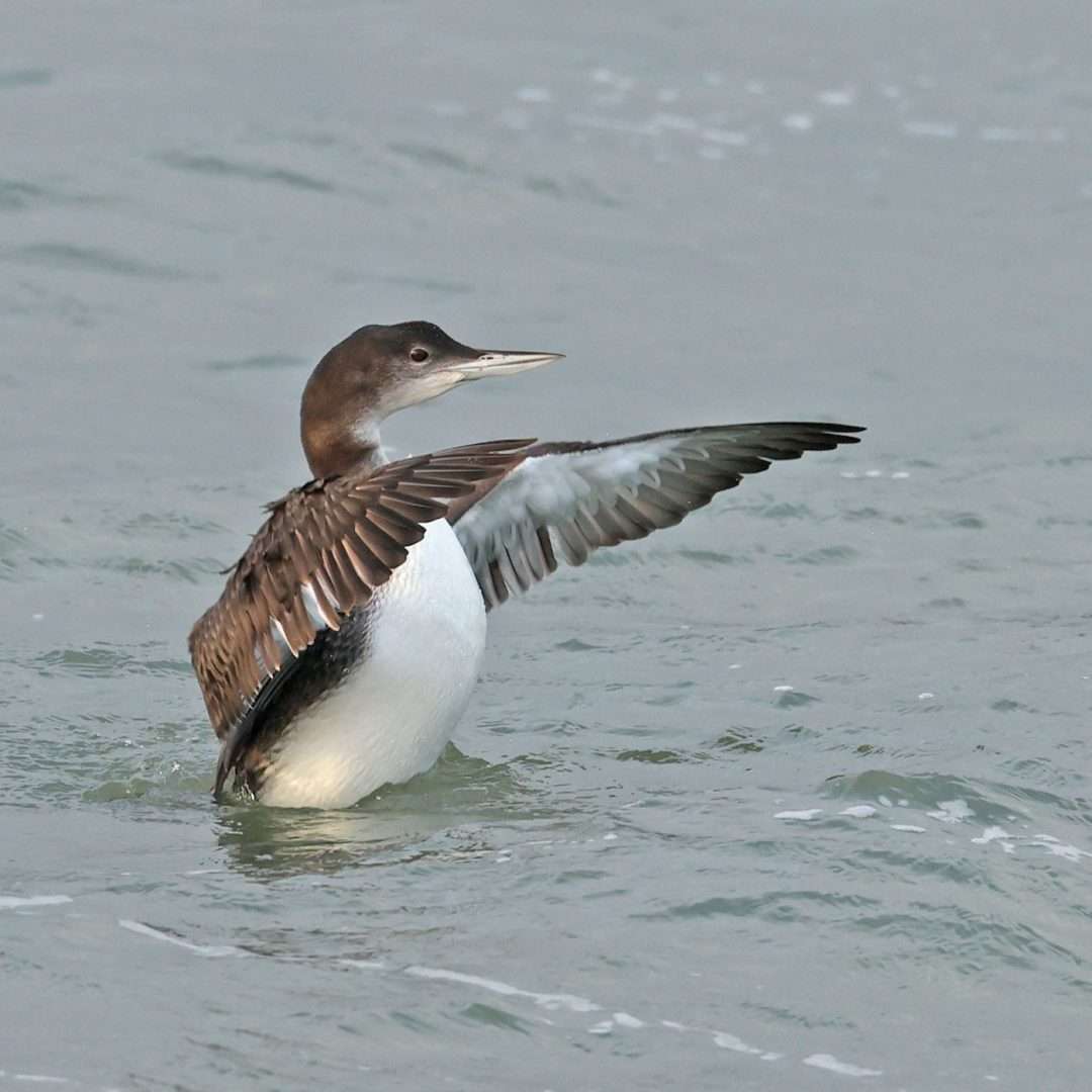 Great Northern Diver at Brixham by Steve Hopper - Devon Birds