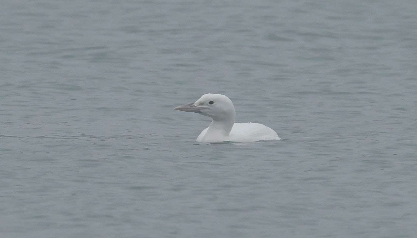 Great Northern Diver at Salcombe by Steve Hopper - Devon Birds