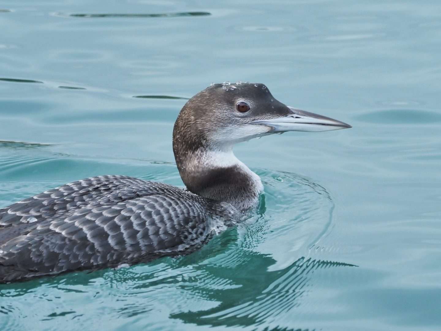 Great Northern Diver at Brixham by Tom Wallis - Devon Birds