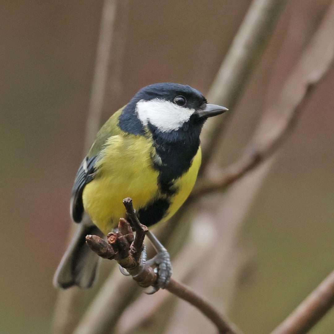 Great Tit at South Brent by Steve Hopper - Devon Birds