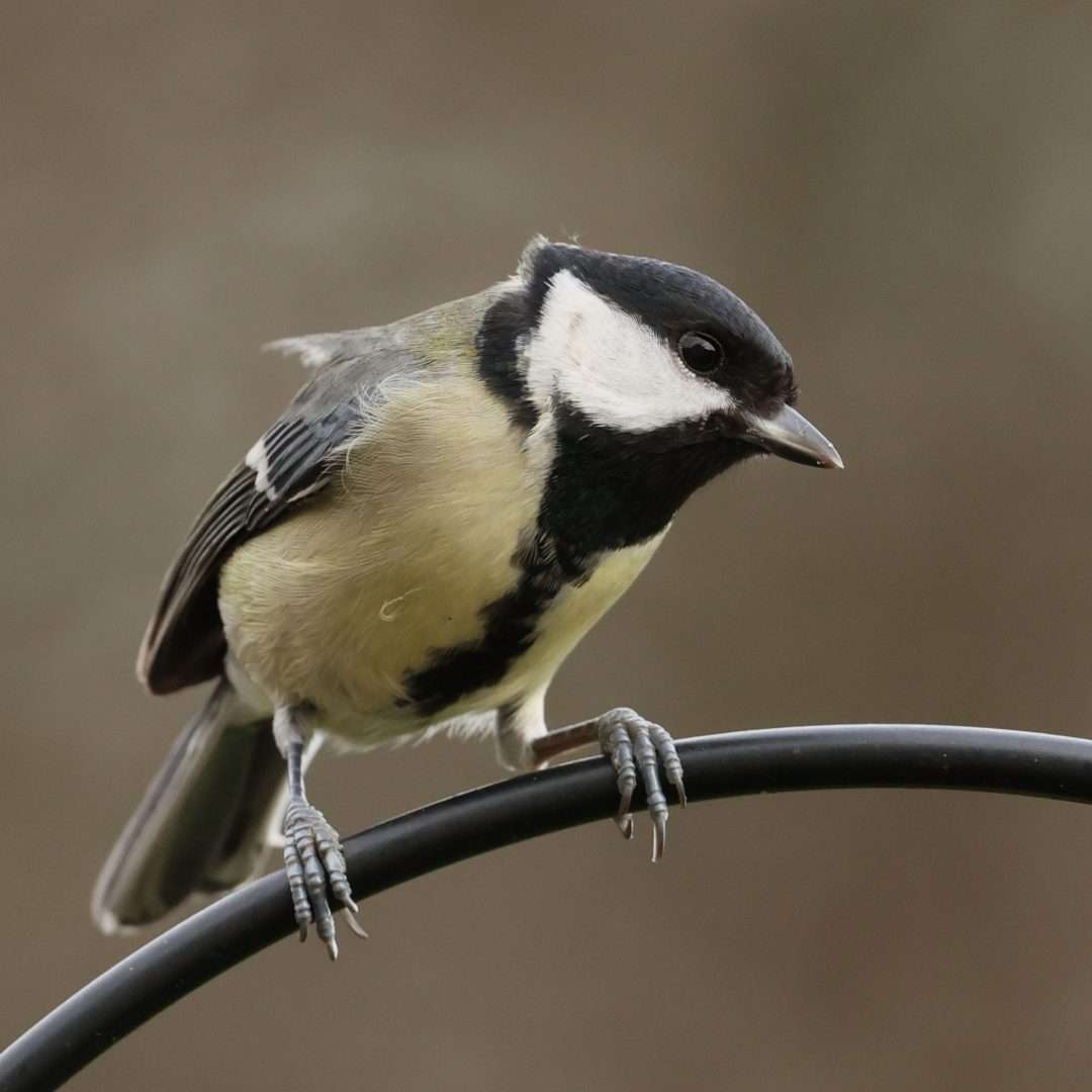 Great Tit at South Brent by Steve Hopper - Devon Birds