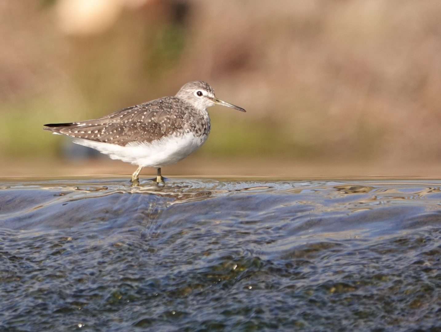 Green Sandpiper at Lower Tamar Lake by Paul Howrihane - Devon Birds