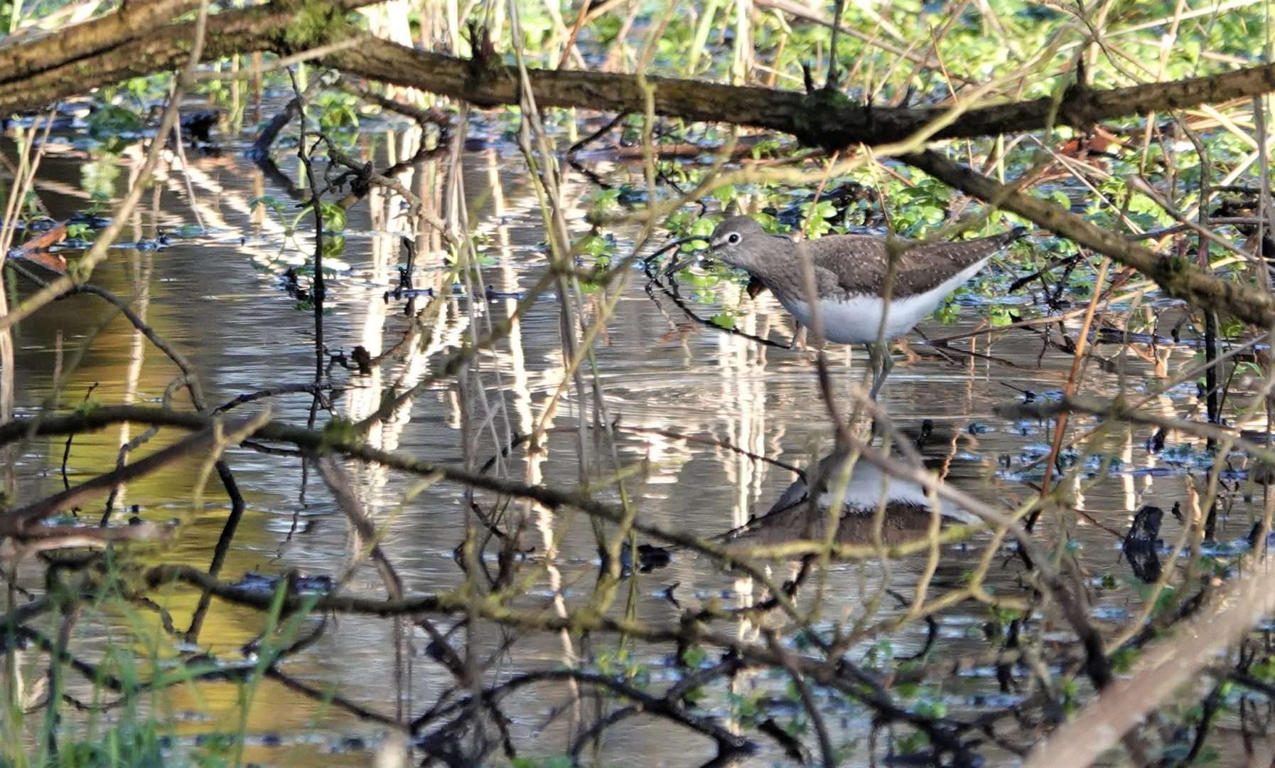 Green Sandpiper at Lower Tamar Lake by Paul Howrihane - Devon Birds