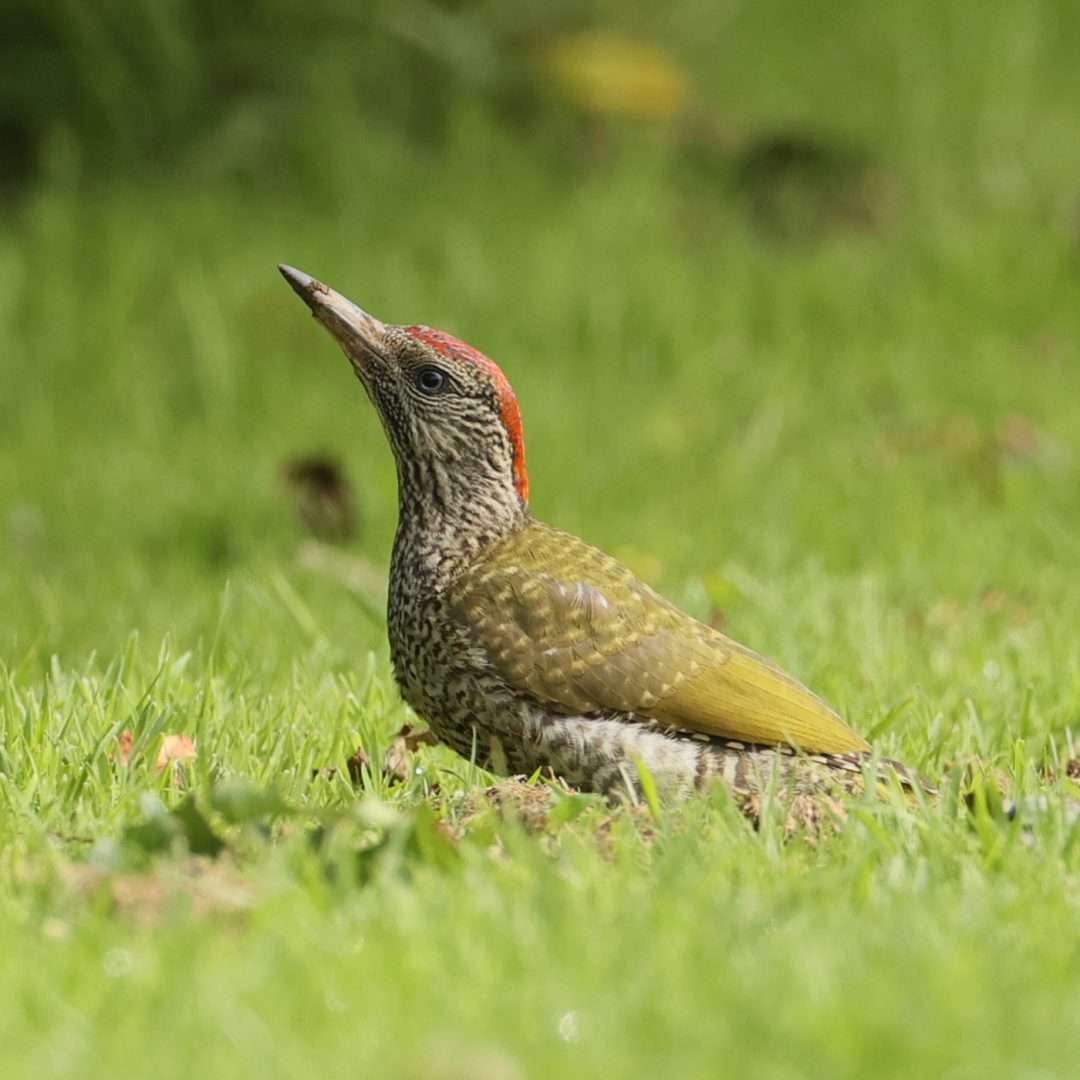 Green Woodpecker at South Brent by Steve Hopper - Devon Birds