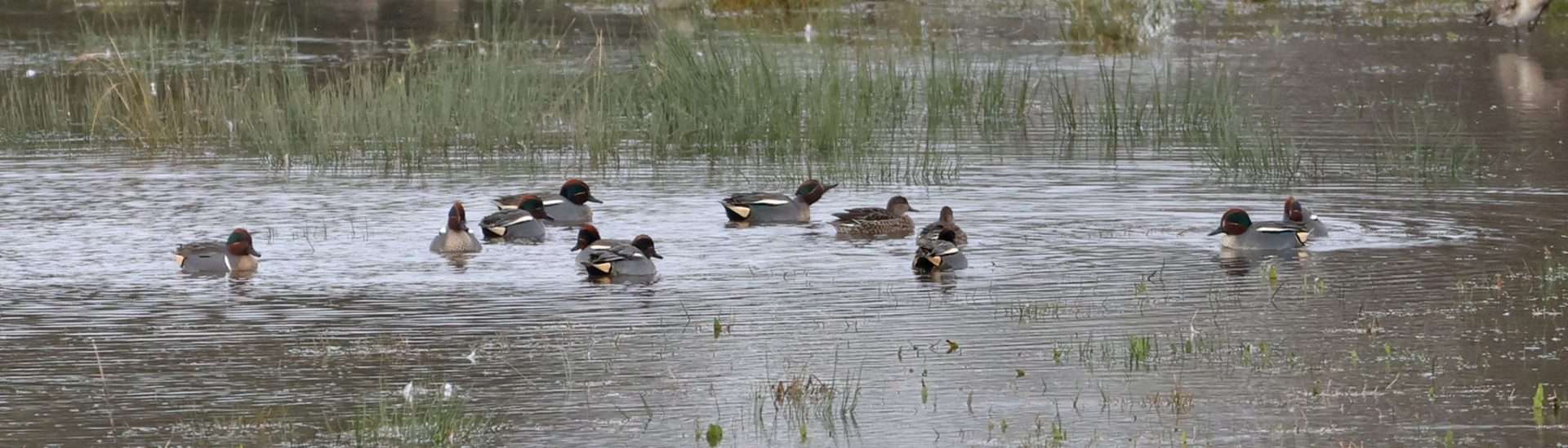 Green-winged Teal at Matford Marsh, Exeter by Steve Hopper - Devon Birds