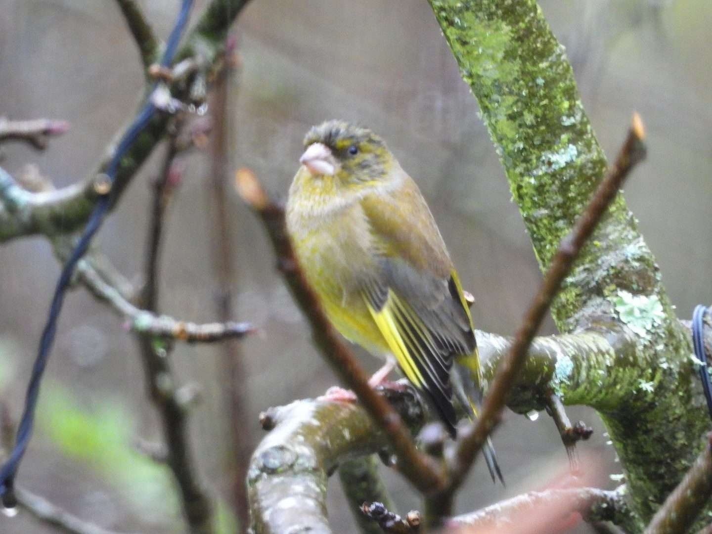 Greenfinch at Combeinteignhead by Kenneth Bradley - Devon Birds