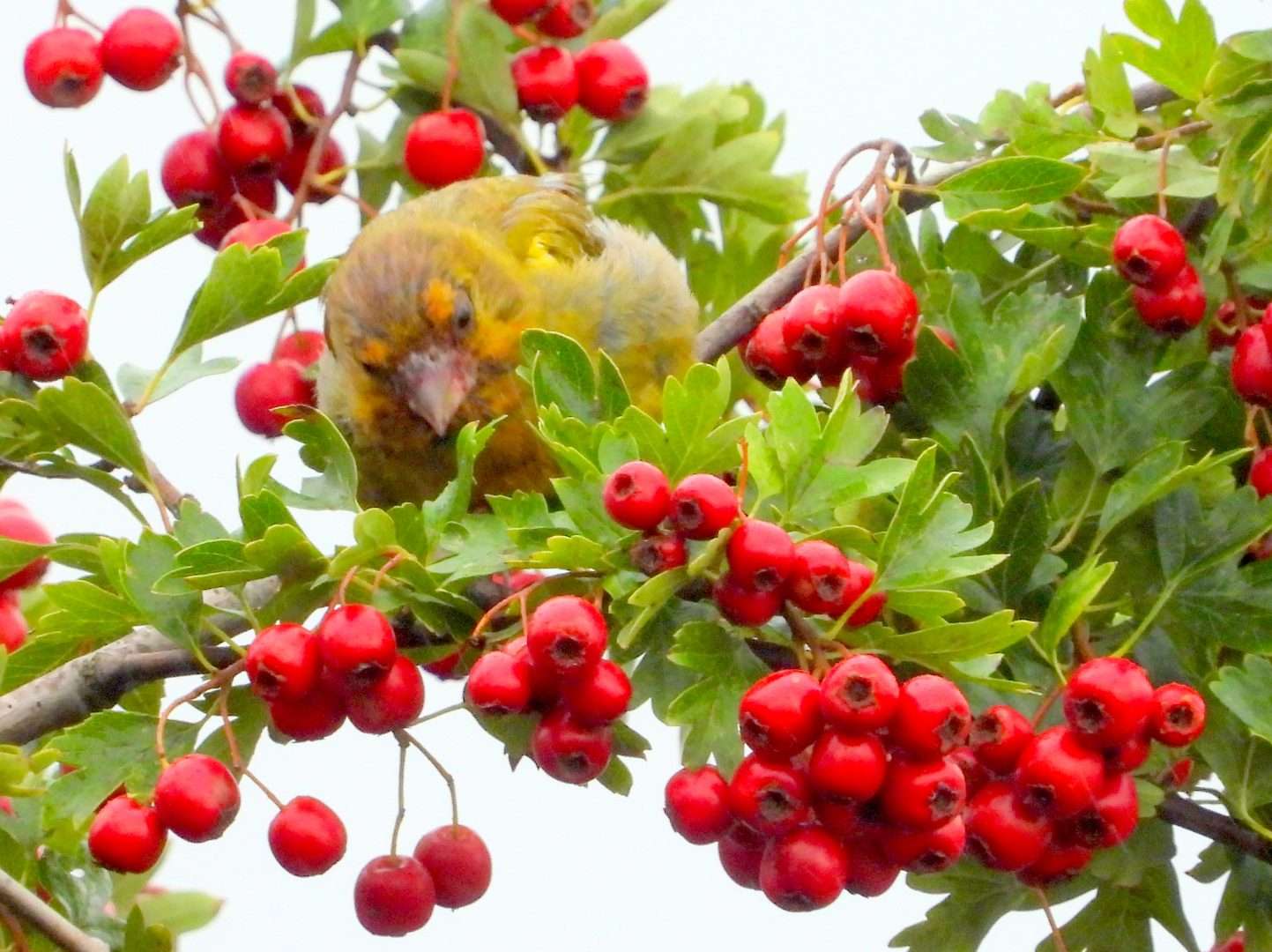 Greenfinch at Exminster marshes RSPB by Kenneth Bradley - Devon Birds