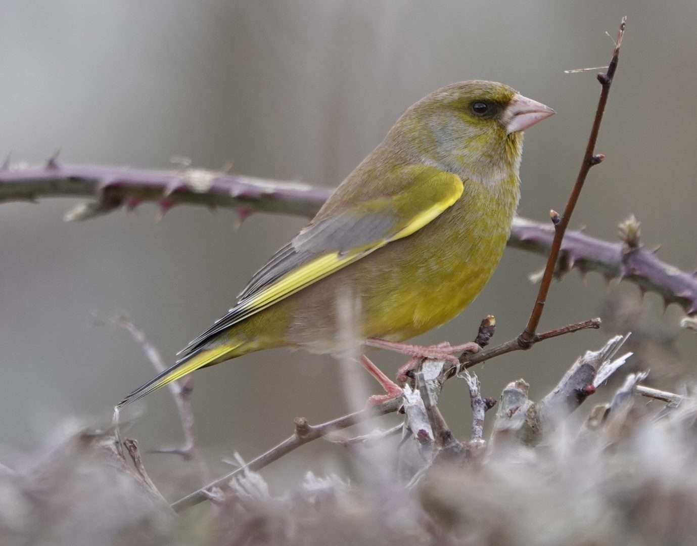 Greenfinch at Soldon Cross by Paul Howrihane - Devon Birds
