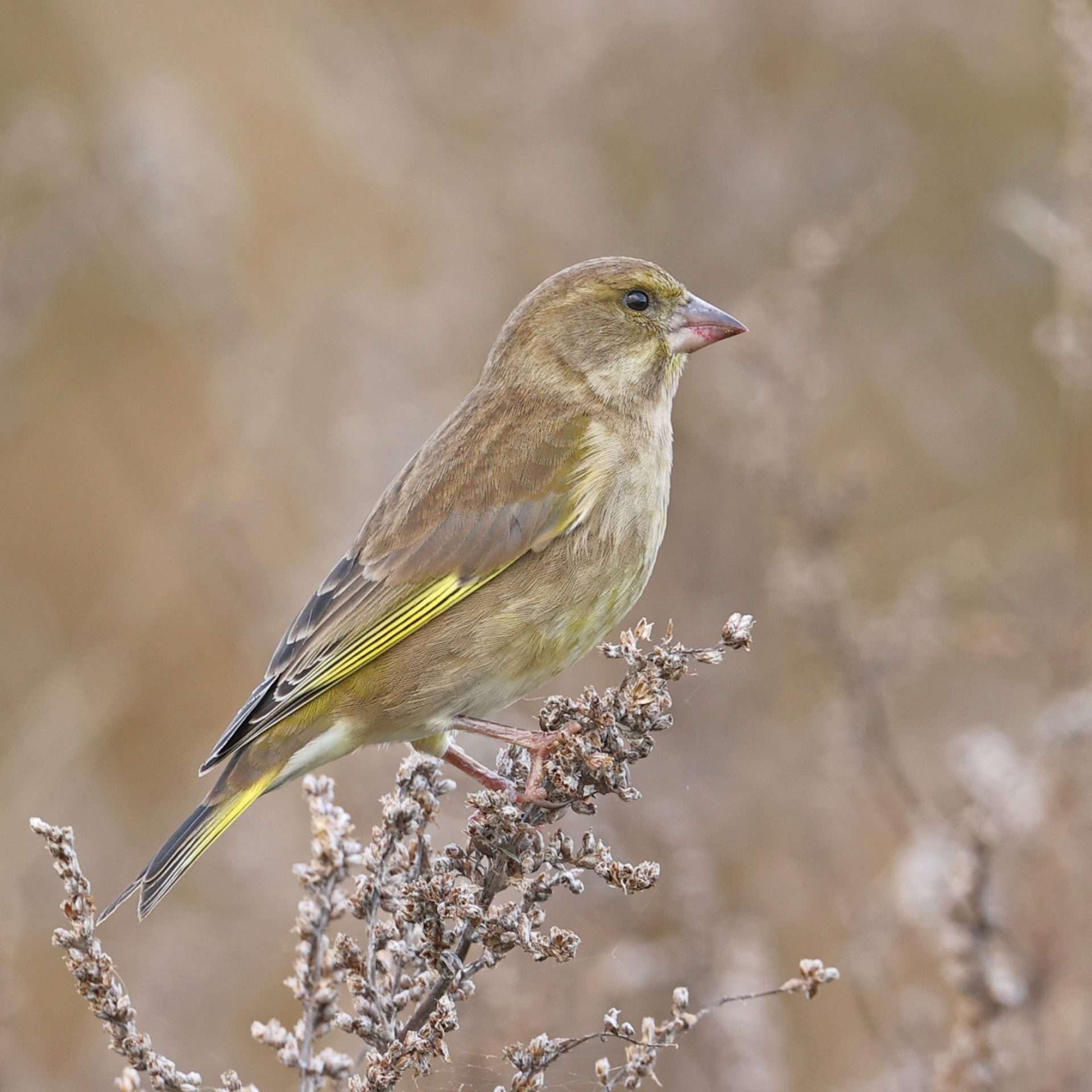Greenfinch at Slapton by Steve Hopper - Devon Birds