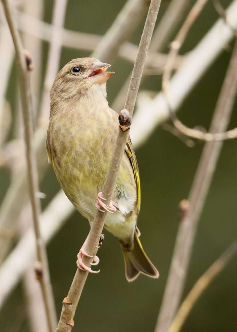 Greenfinch at South Brent by Steve Hopper - Devon Birds
