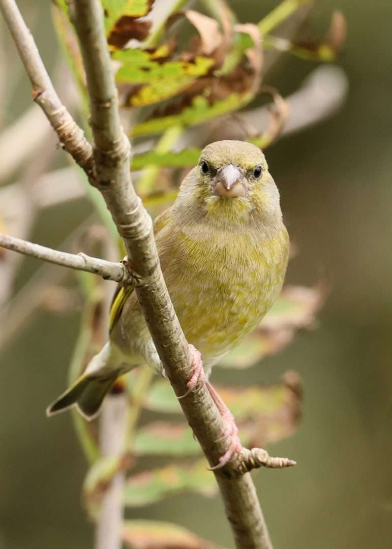 Greenfinch at South Brent by Steve Hopper - Devon Birds