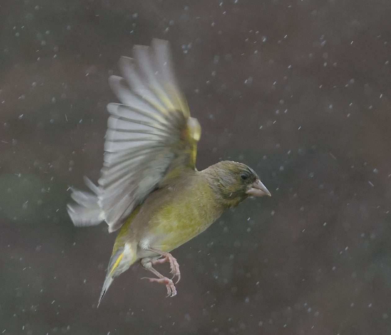 Greenfinch at South Brent by Steve Hopper - Devon Birds