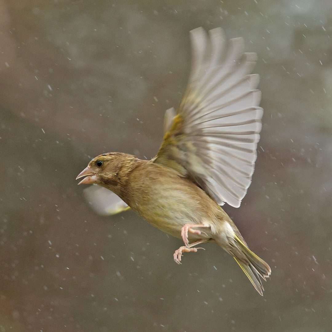 Greenfinch at South Brent by Steve Hopper - Devon Birds