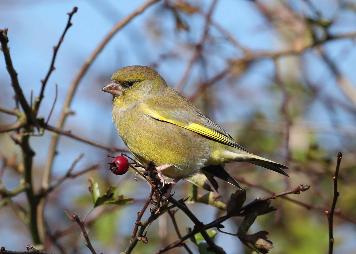 Greenfinch at South Brent by Steve Hopper - Devon Birds