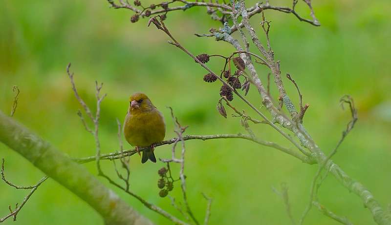 Greenfinch at Blaxton Pool Saltram by Wayne Emery - Devon Birds