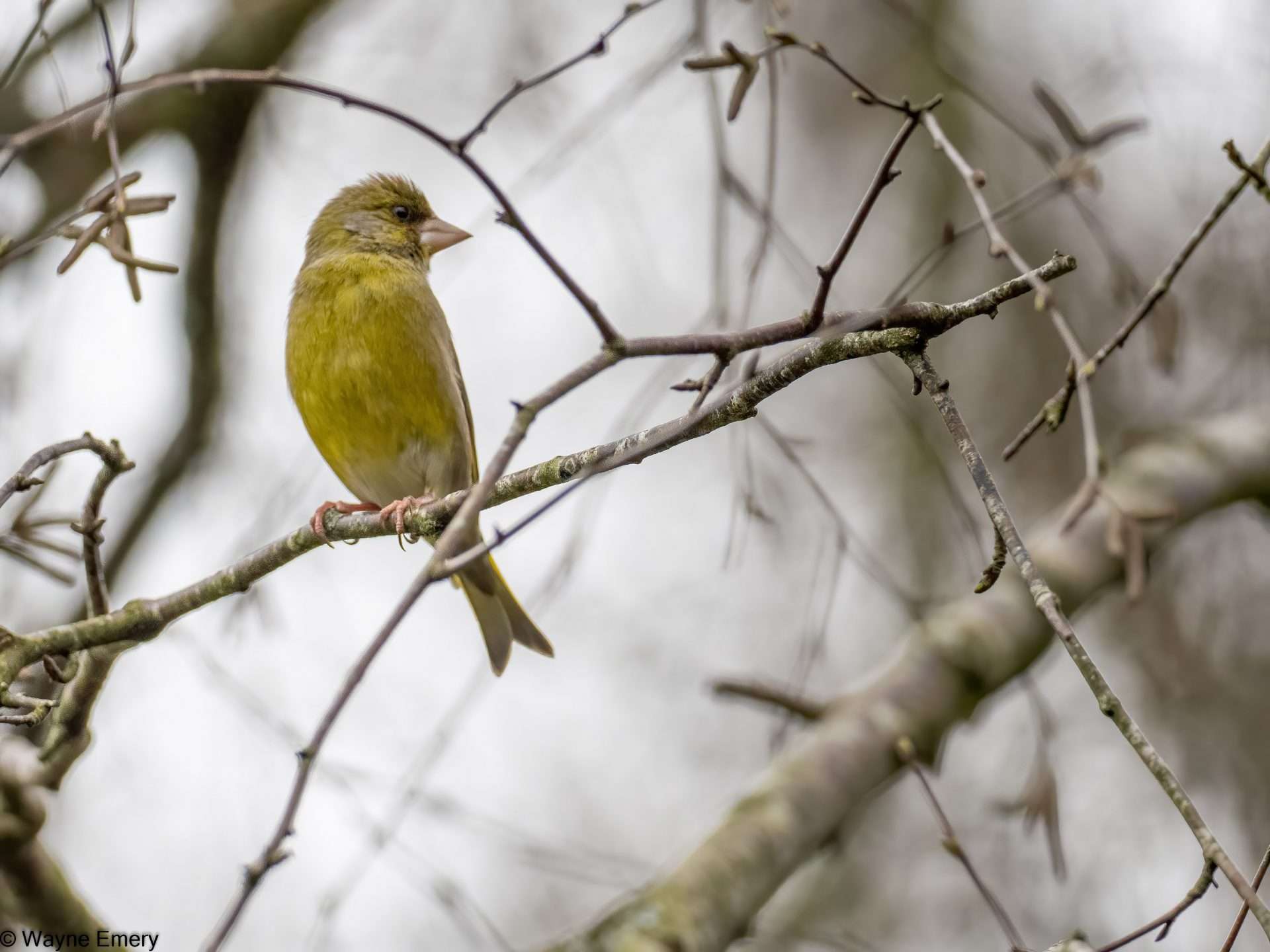 Greenfinch at Saltram by Wayne Emery - Devon Birds