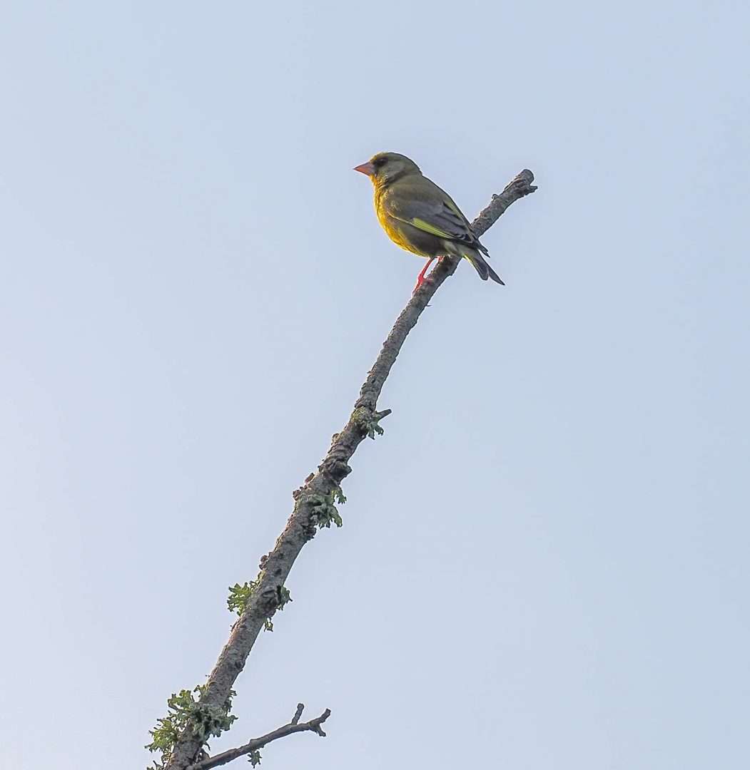Greenfinch at Saltram by Wayne Emery - Devon Birds