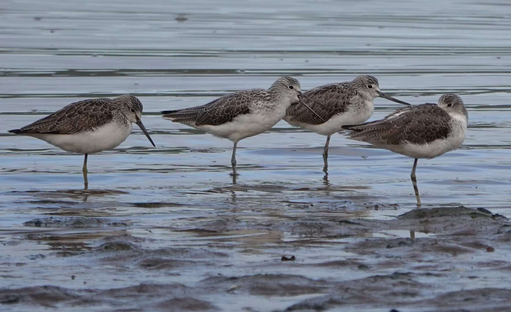 Greenshank at Fremington Quay by Paul Howrihane - Devon Birds