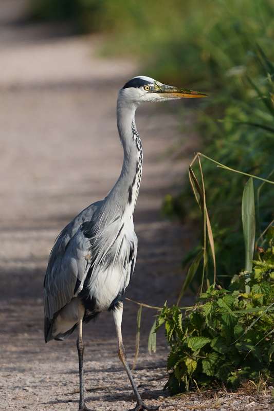 Grey Heron at Exminster marshes by Keith Mcginn - Devon Birds