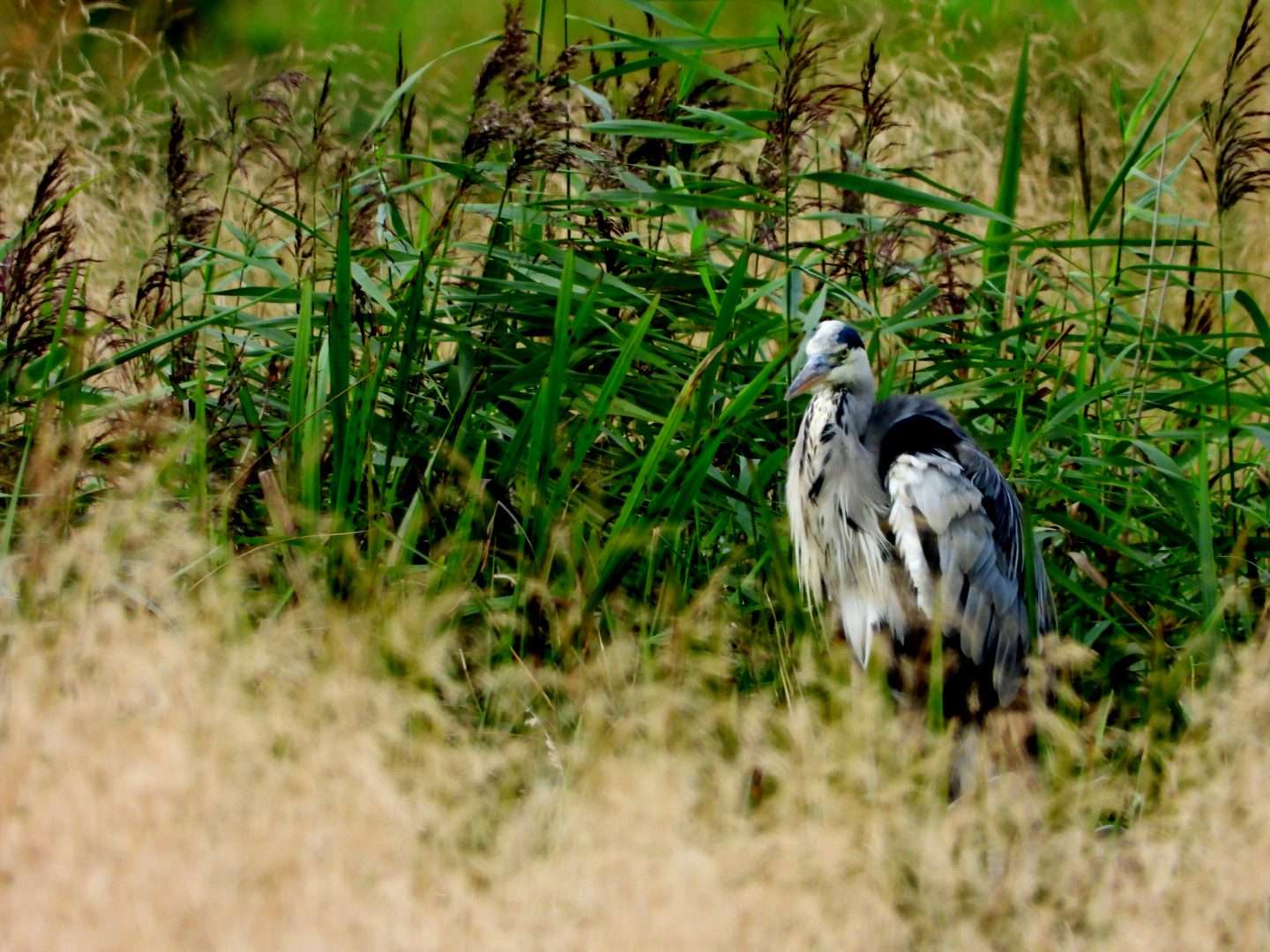 Grey Heron at Exminster marshes RSPB by Kenneth Bradley - Devon Birds