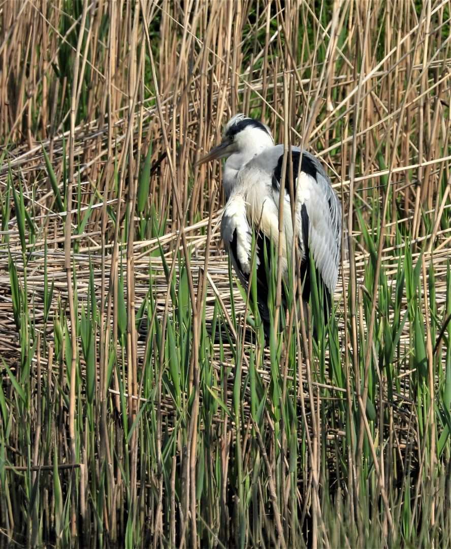 Grey Heron at Exminster marshes RSPB by Kenneth Bradley - Devon Birds