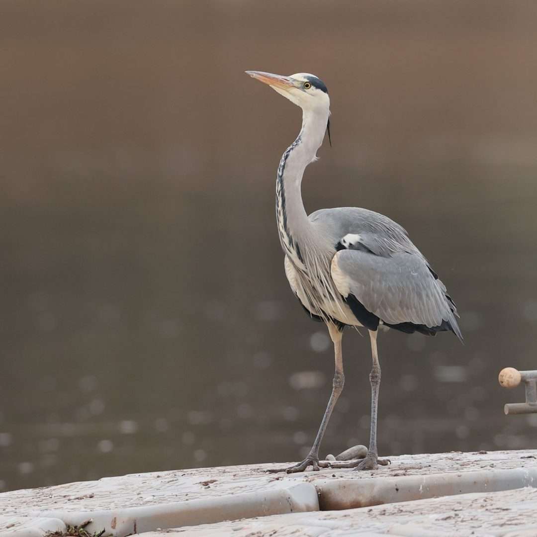 Grey Heron at Exe estuary by Steve Hopper - Devon Birds