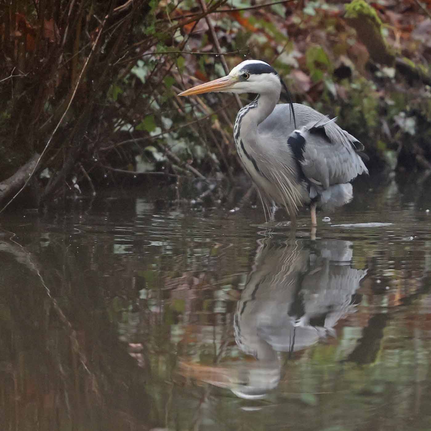 Grey Heron at Stover CP by Steve Hopper - Devon Birds