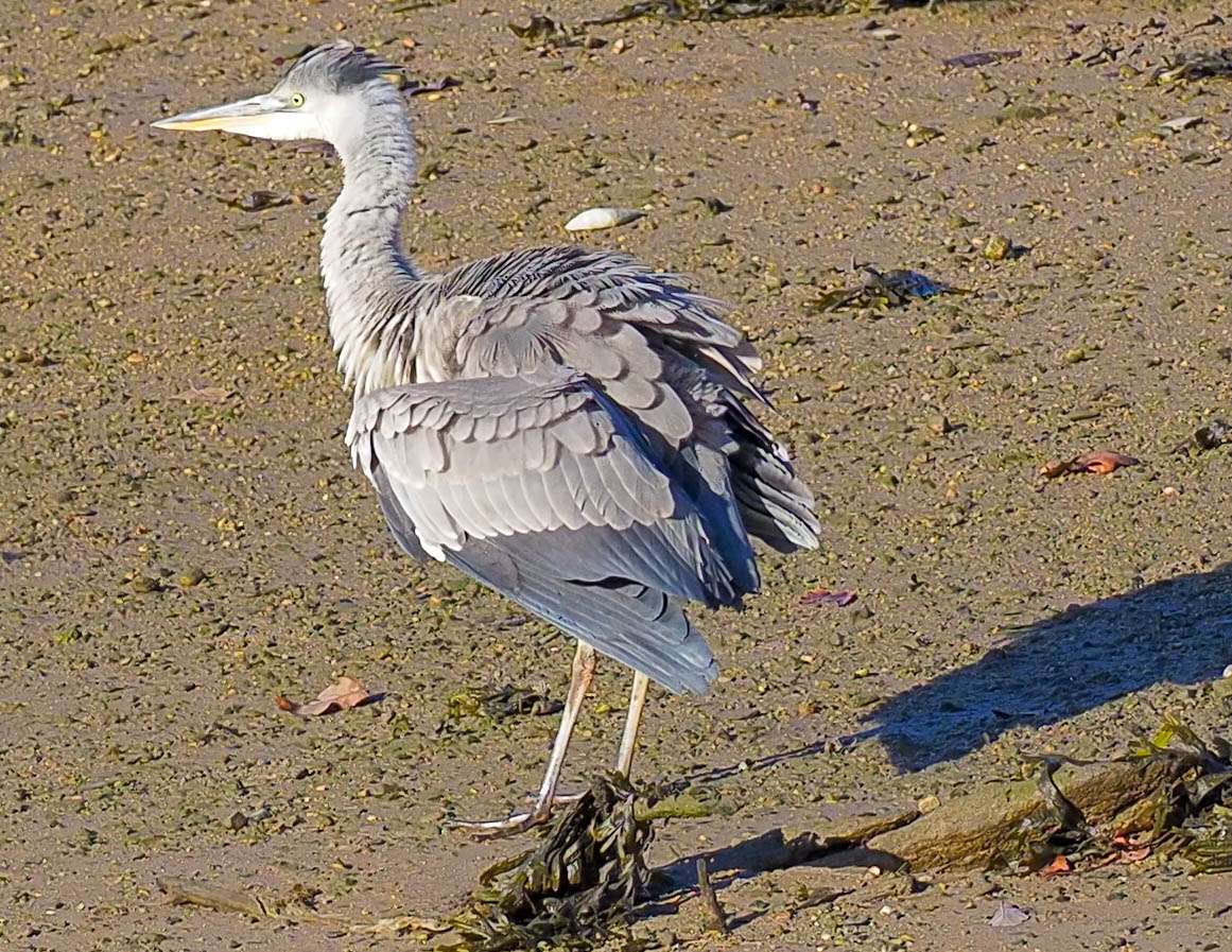 Grey Heron at River Plym by Wayne Emery - Devon Birds